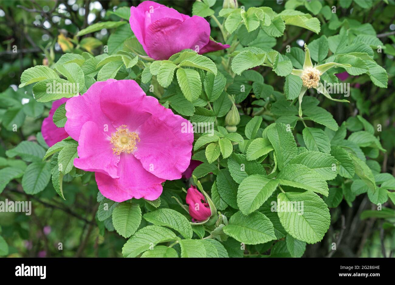 Rose hip flowers. Wild Rose. Rose hip during flowering Stock Photo - Alamy