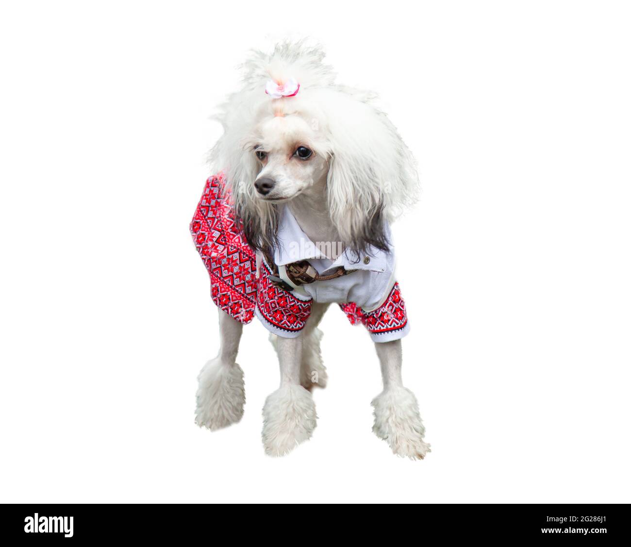 Dog Fancy Dress High Resolution Stock Photography and Images - Alamy