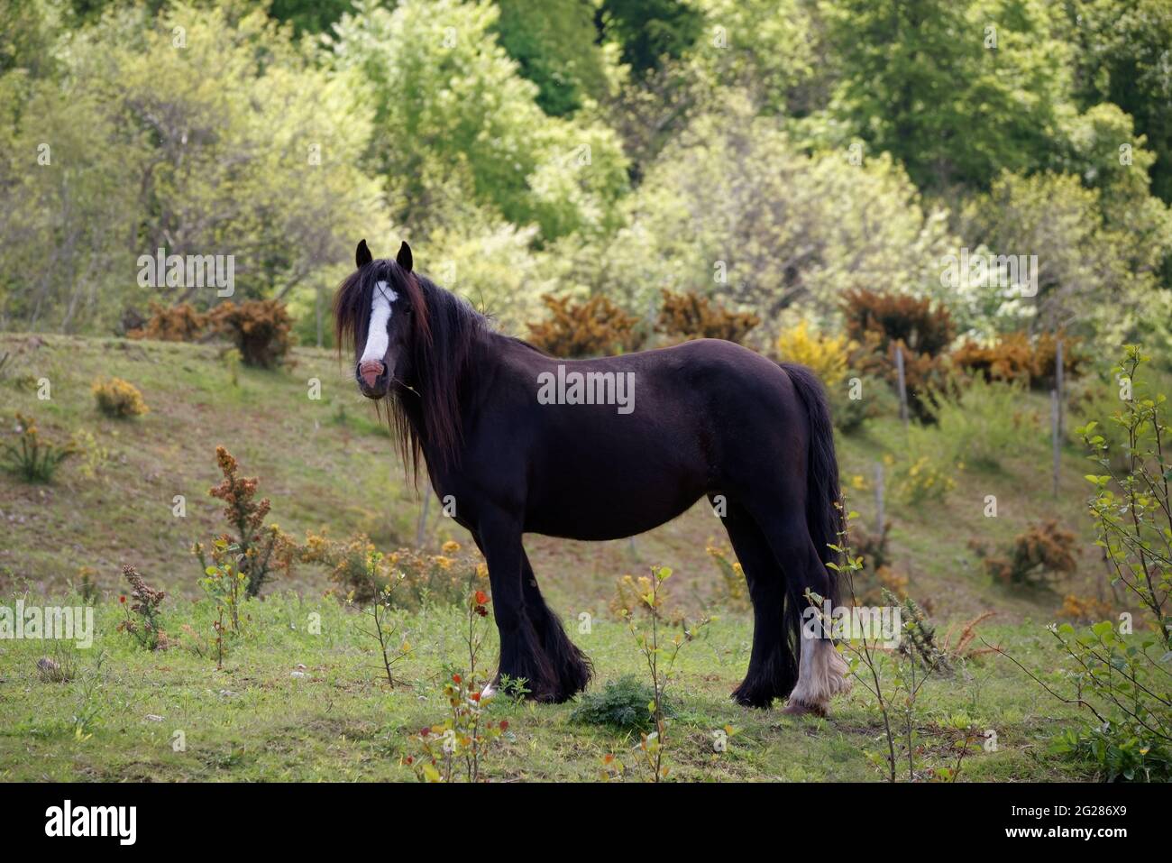 Irish cob mare standing in a pasture Stock Photo - Alamy