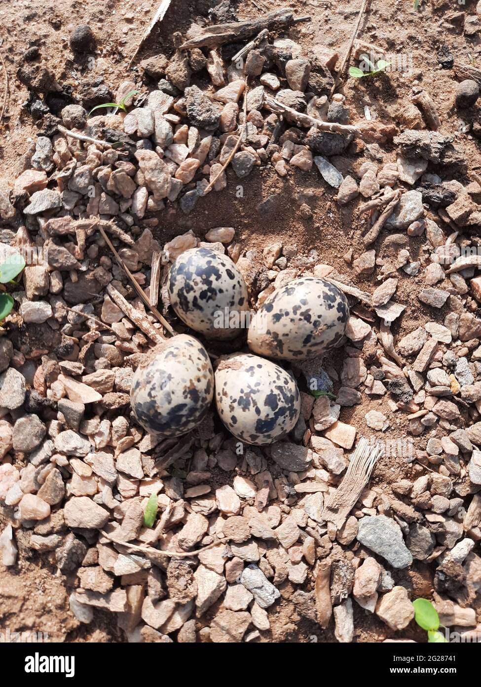 Overhead shot of bird eggs on the ground under sunlight Stock Photo - Alamy