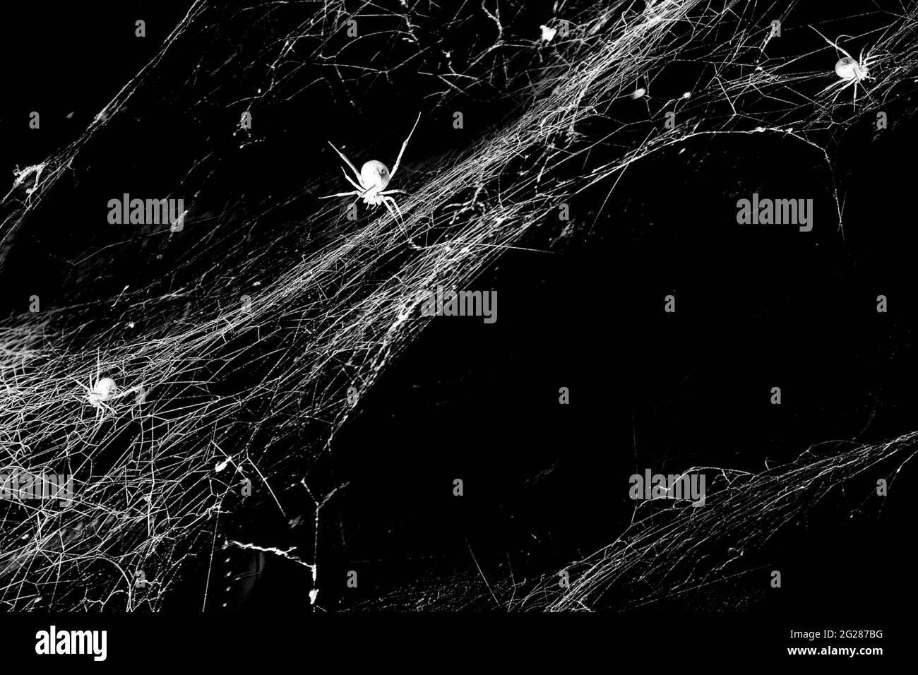 Spiders in spiderwebs isolated on black grunge background. Cobweb in ...