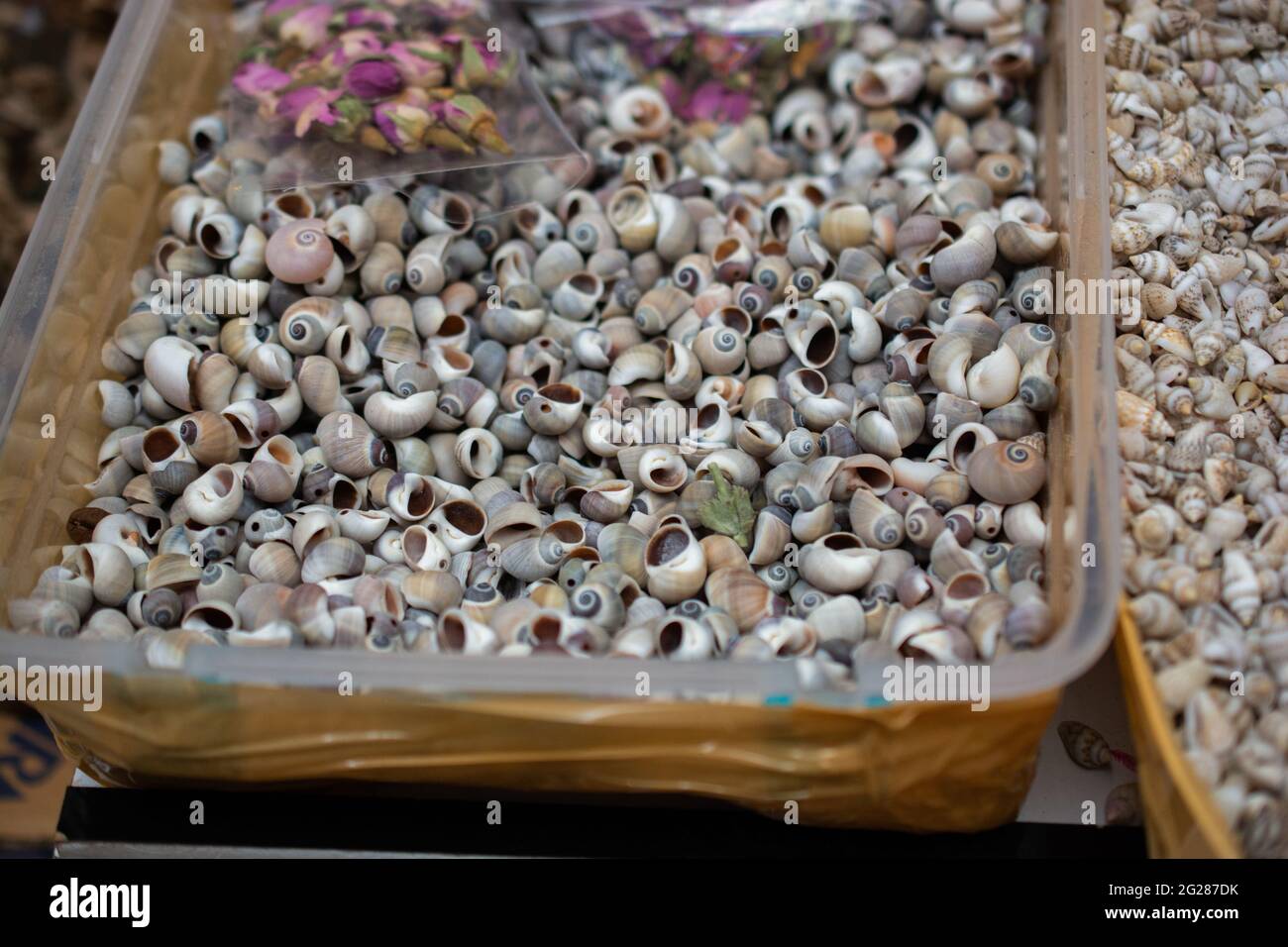 Close-up shot of natural seashells for background Stock Photo - Alamy