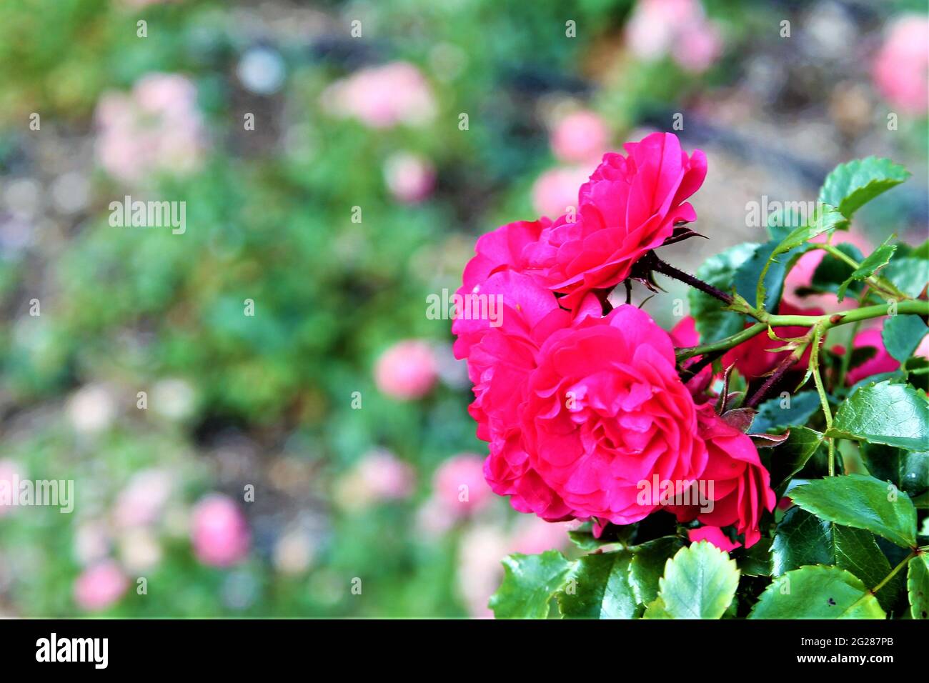 Meadow roses hi-res stock photography and images - Alamy