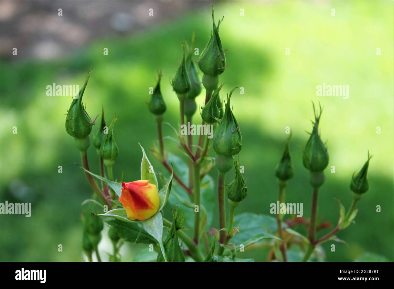 Countryside flowers roses hi-res stock photography and images - Alamy