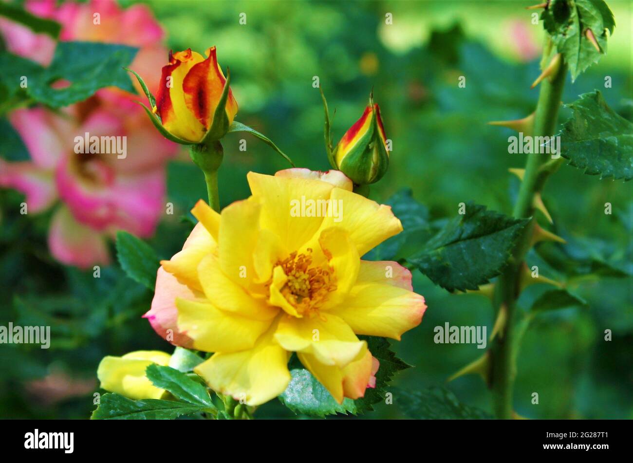 Countryside flowers roses hi-res stock photography and images - Alamy
