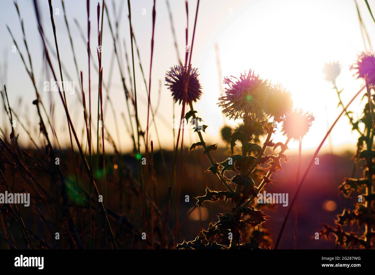 grass and prickly plant backlit by sun in sunrise with lens flare Stock ...