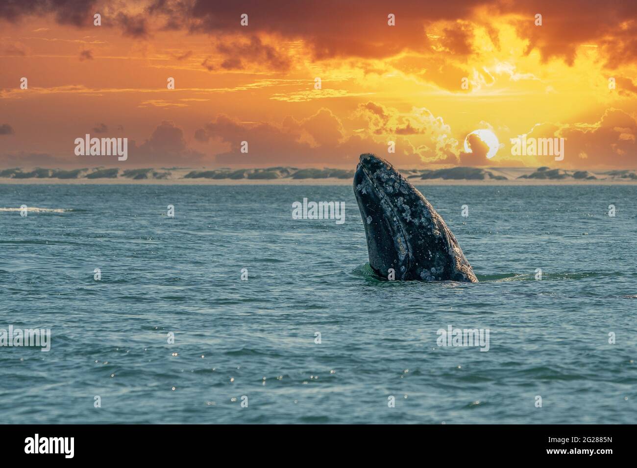 grey whale while spy hopping outside the blue sea at sunset Stock Photo ...
