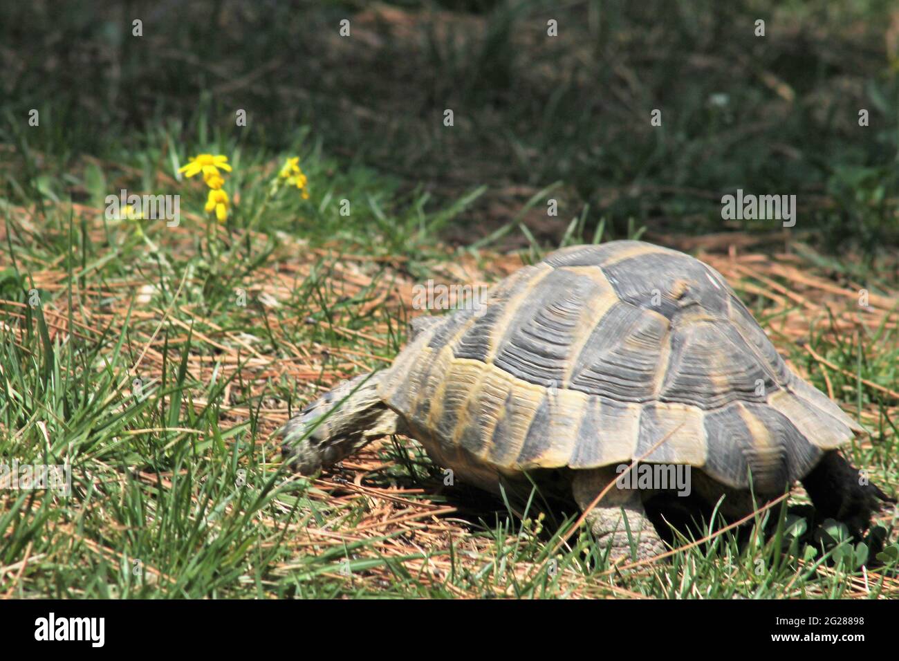 turtle in nature Stock Photo - Alamy