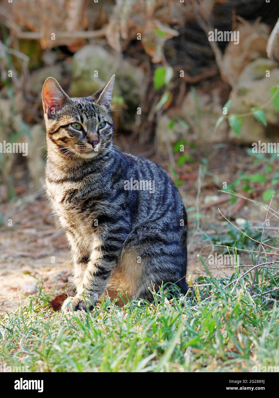 grey tabby cat sitting on the ground and looking aside under sunlight ...