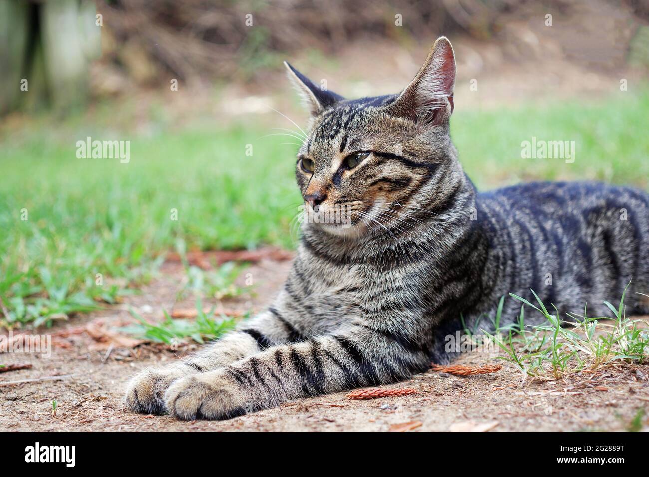 Grey Marbled Tabby
