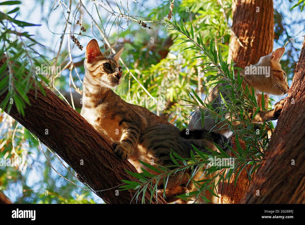 two tabby kittens on tree Stock Photo - Alamy