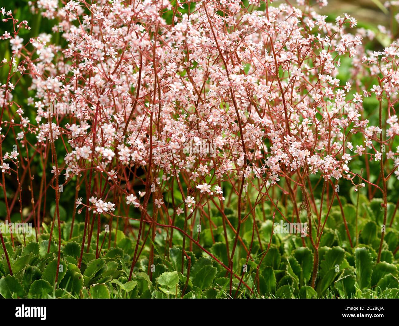 London Pride Plant High Resolution Stock Photography and Images - Alamy