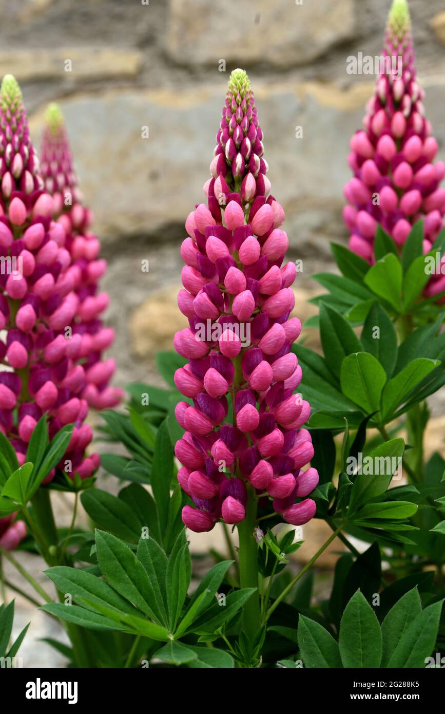 Lupin Red Gallery Stock Photo - Alamy