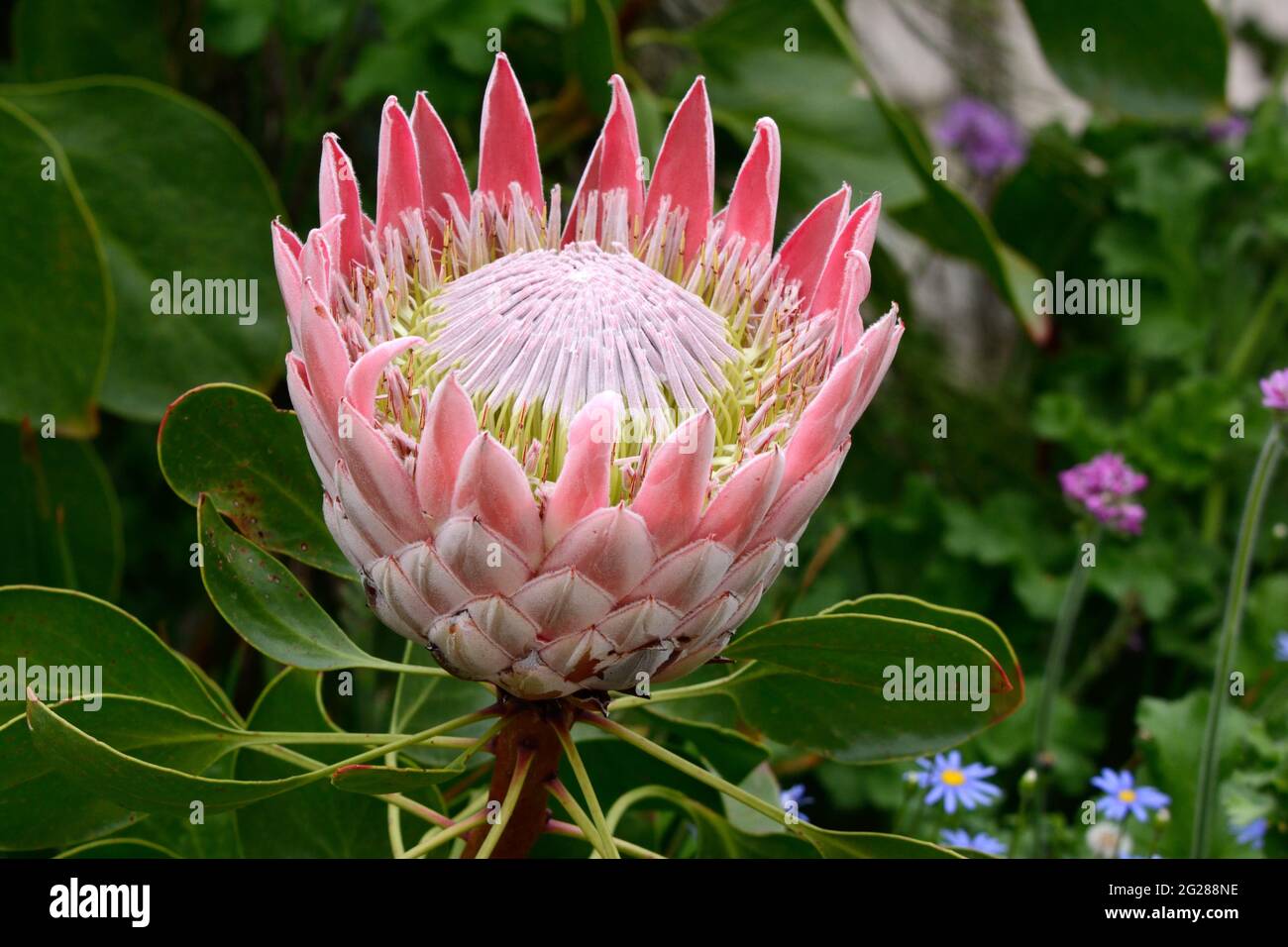 King Protea flowering in the Great Glasshouse National Botanical Garden ...