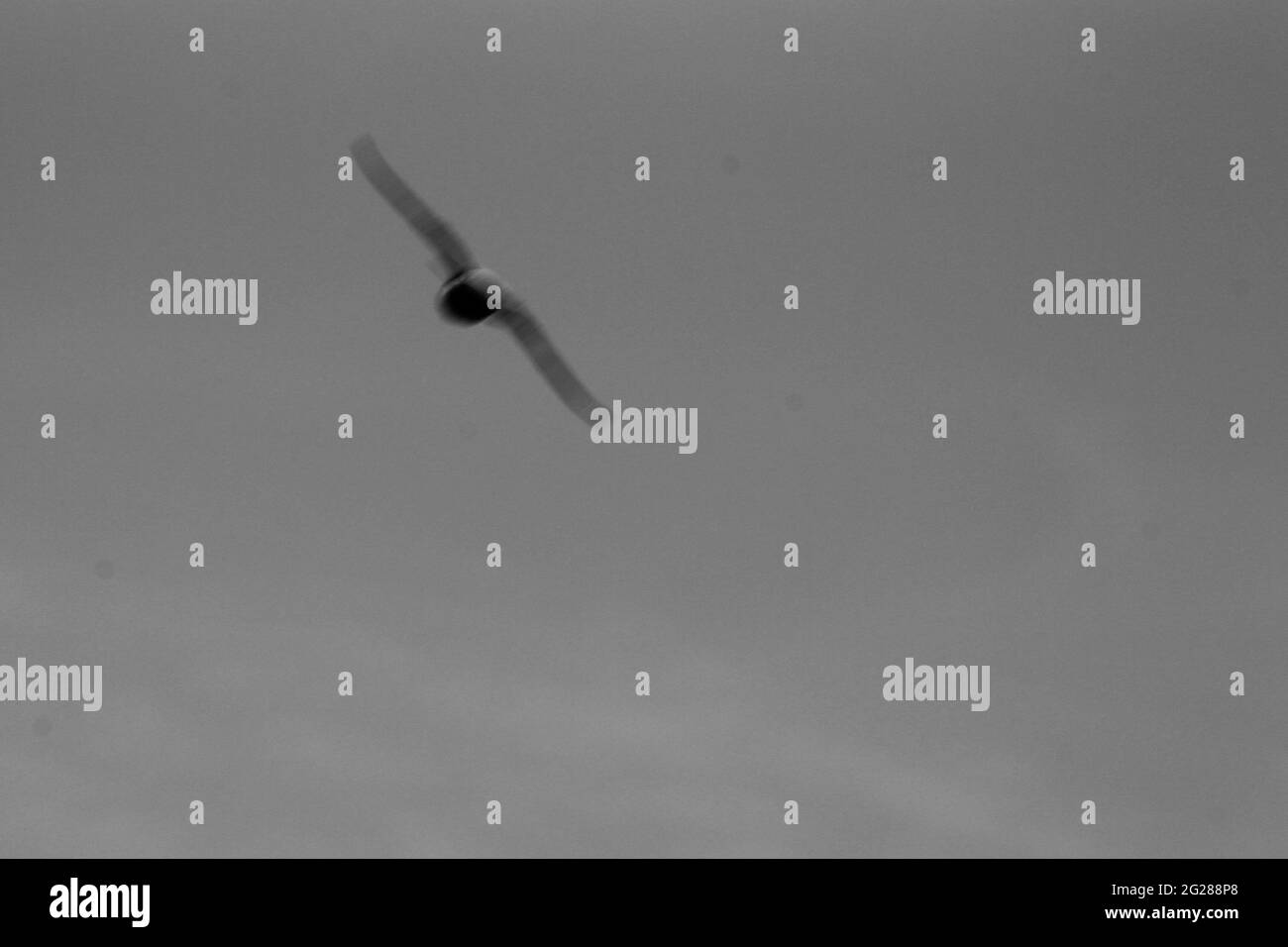 Birds flying by Black and White Stock Photos & Images - Alamy