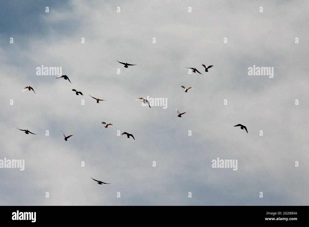 Flocks of birds flying hi-res stock photography and images - Alamy
