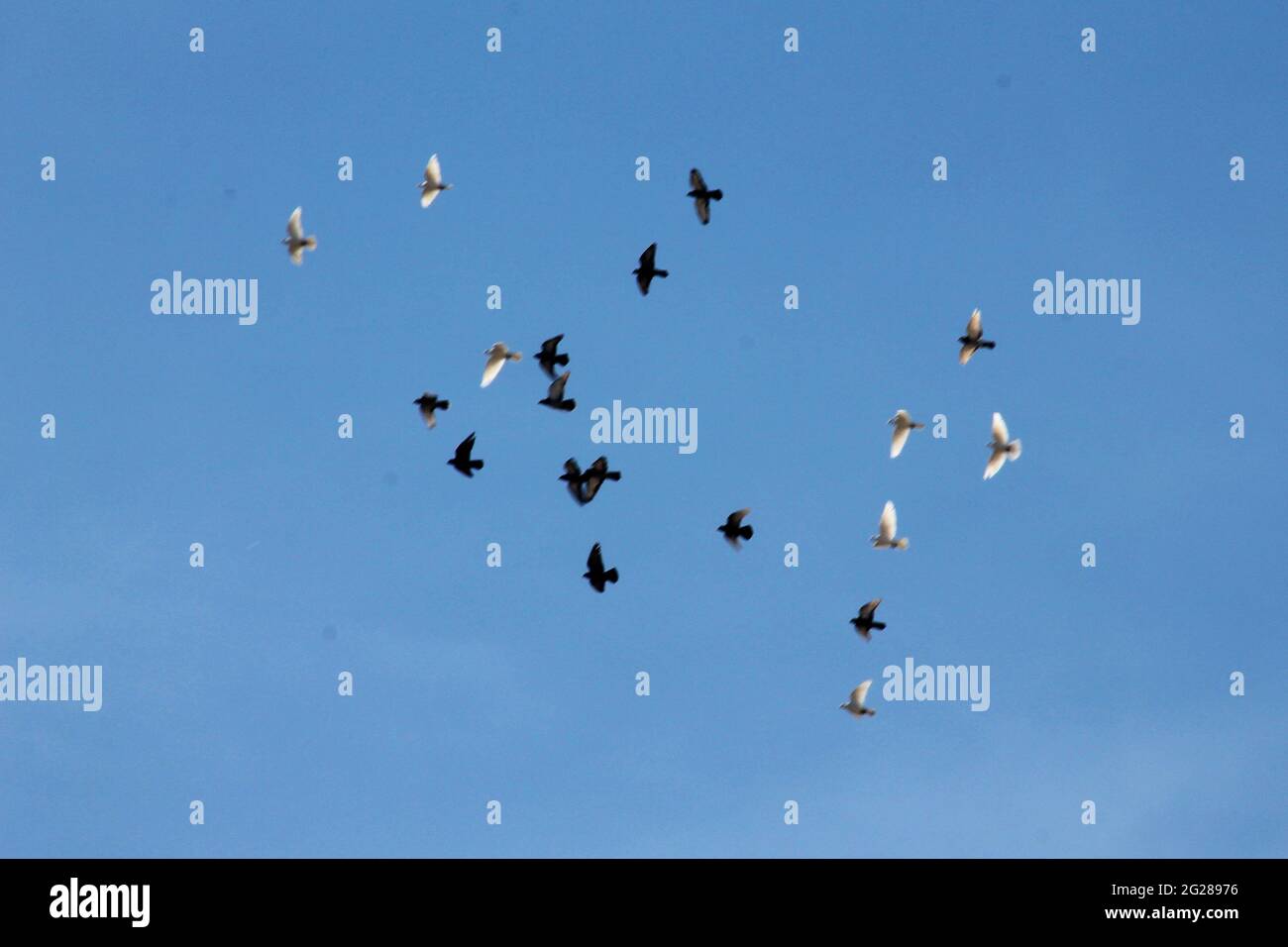 Birds flying in blue sky hi-res stock photography and images - Alamy