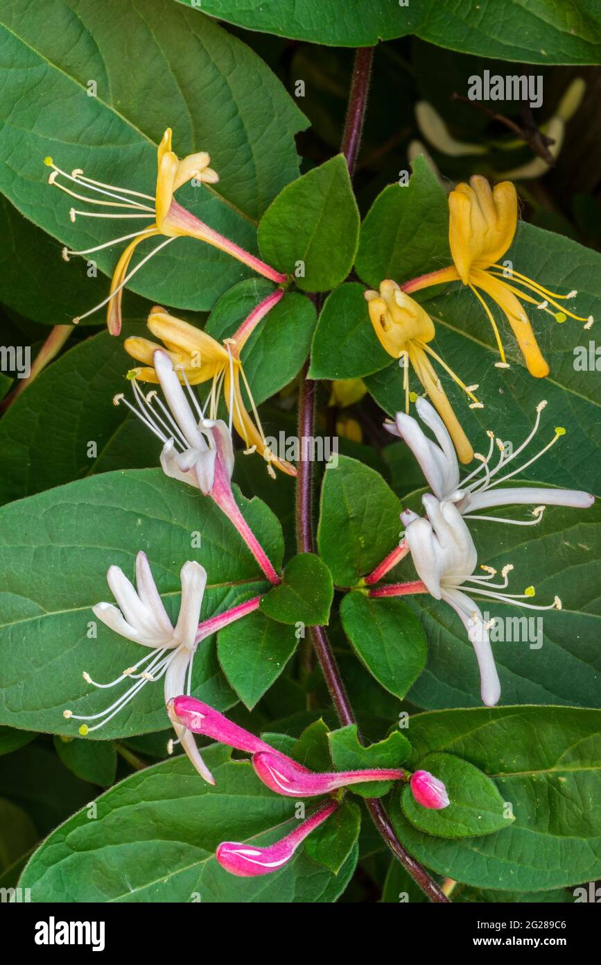 Flower native to north africa hi-res stock photography and images - Alamy