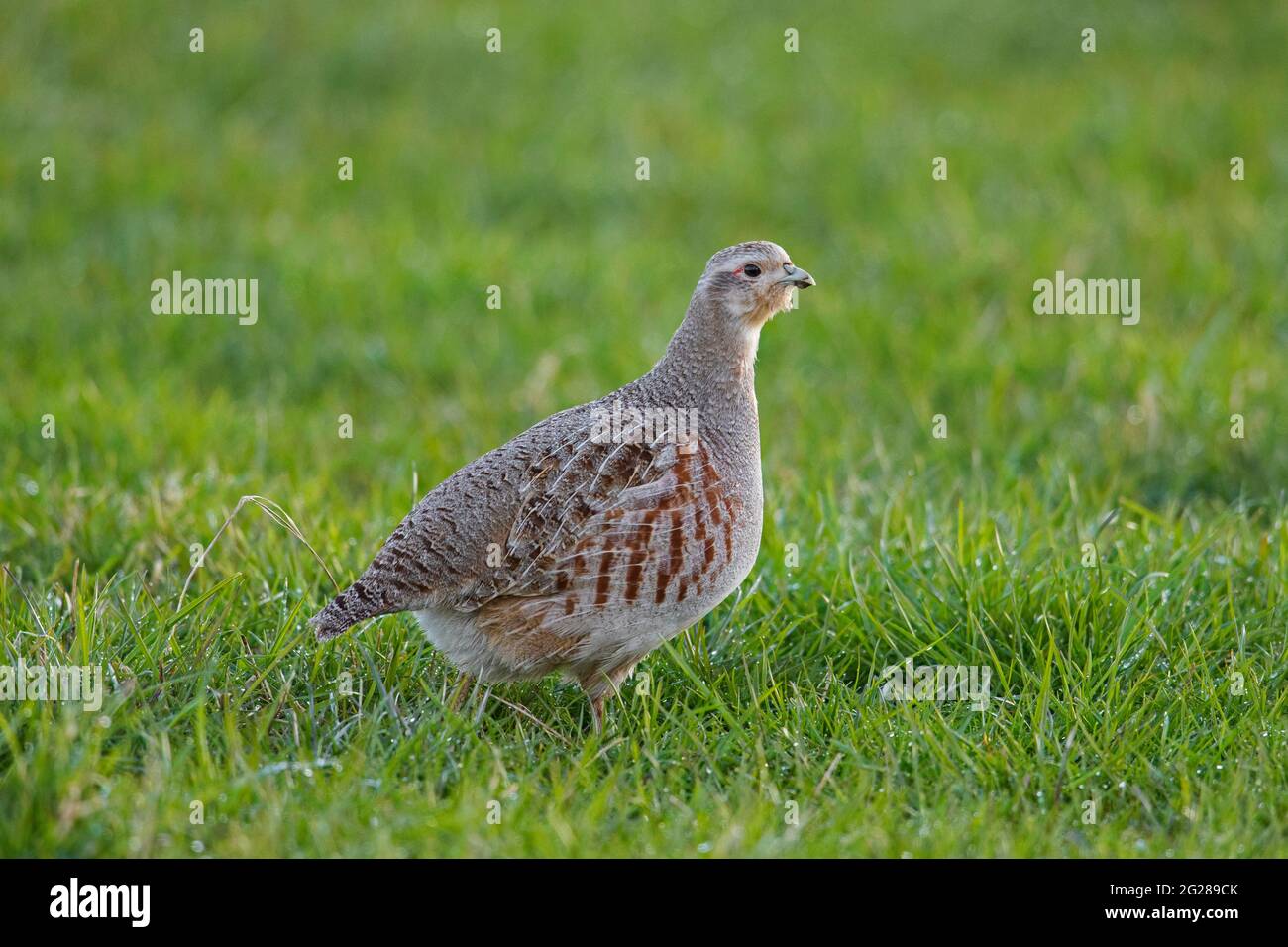 Female partridge hi-res stock photography and images - Alamy