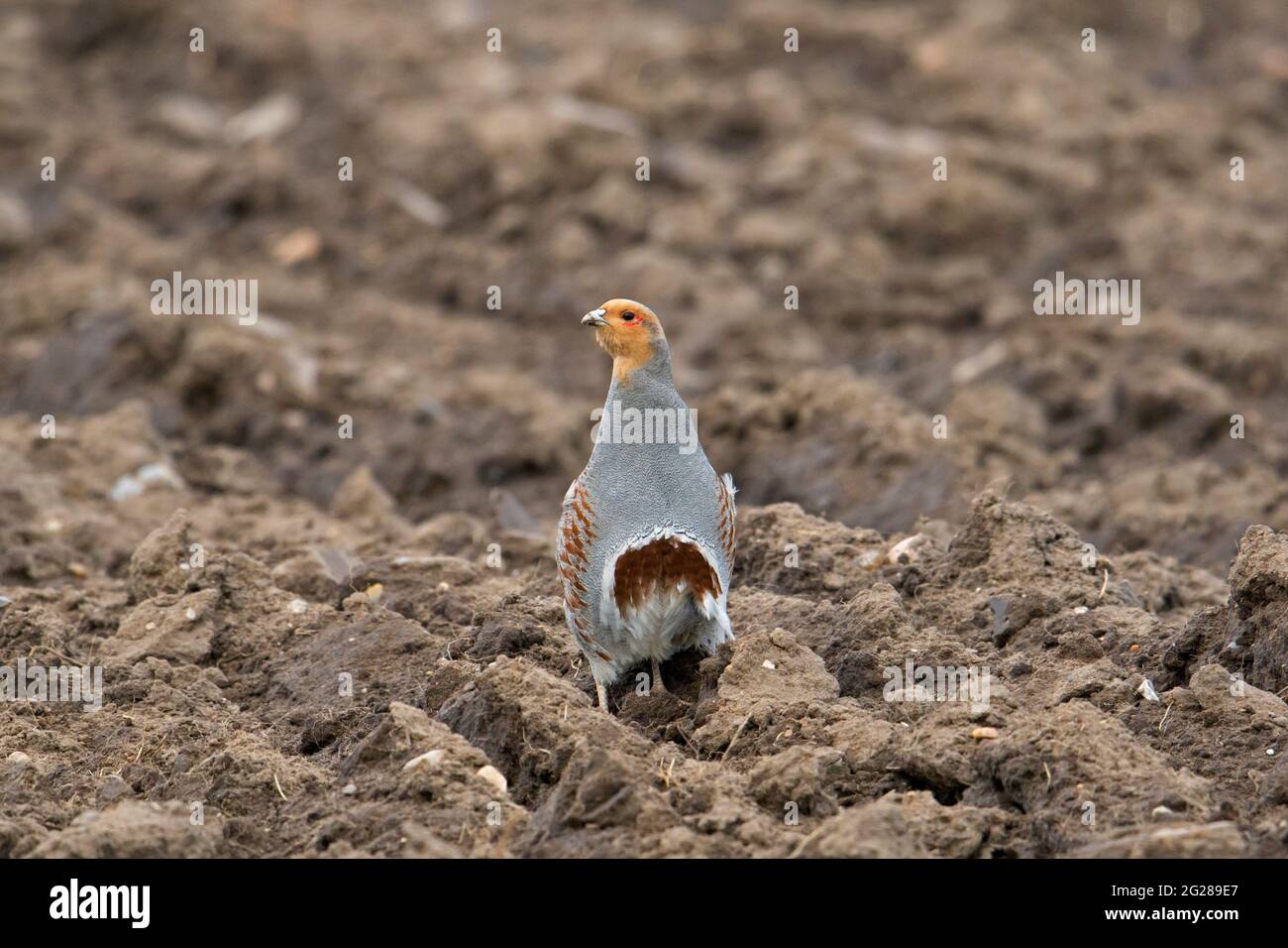 Grey partridge / English partridge / hun (Perdix perdix) male in ...