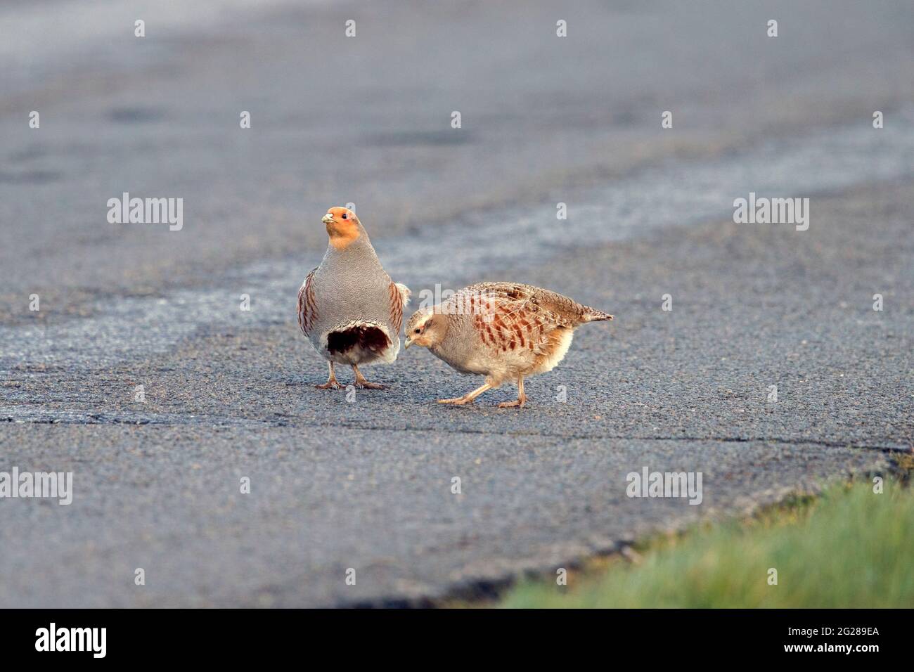 Grey partridge / English partridge / hun (Perdix perdix) male and ...
