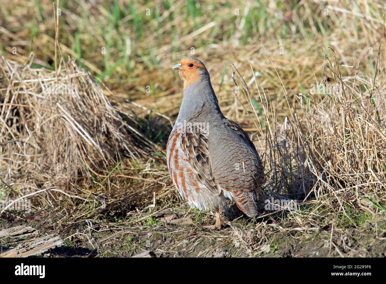 Grey partridge / English partridge / hun (Perdix perdix) male showing ...