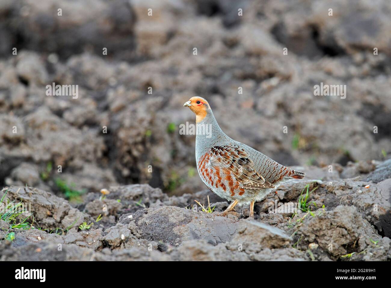 Grey partridge / English partridge / hun (Perdix perdix) male foraging ...