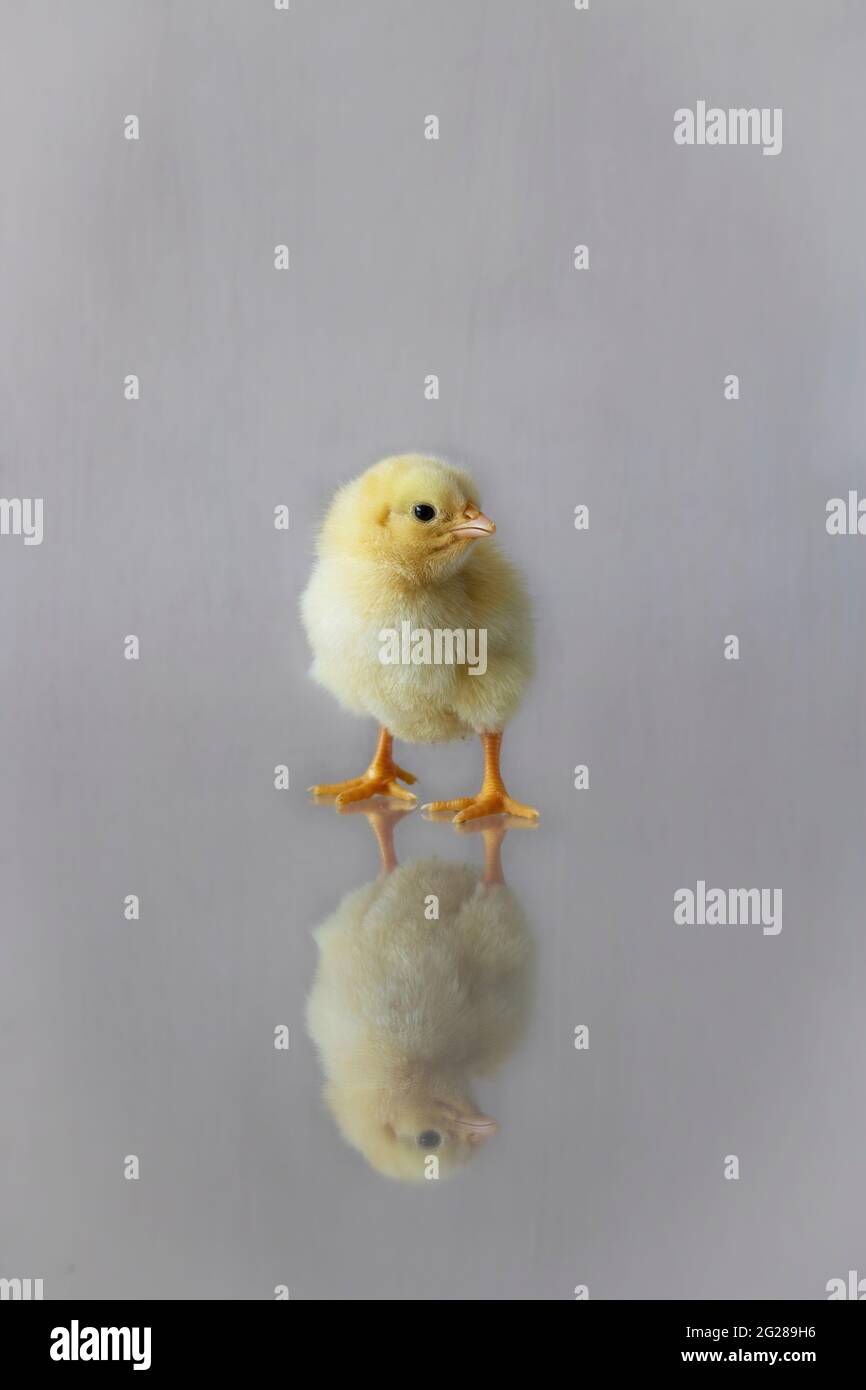 A close-up of a single fuzzy chick, its reflection staring up at it ...