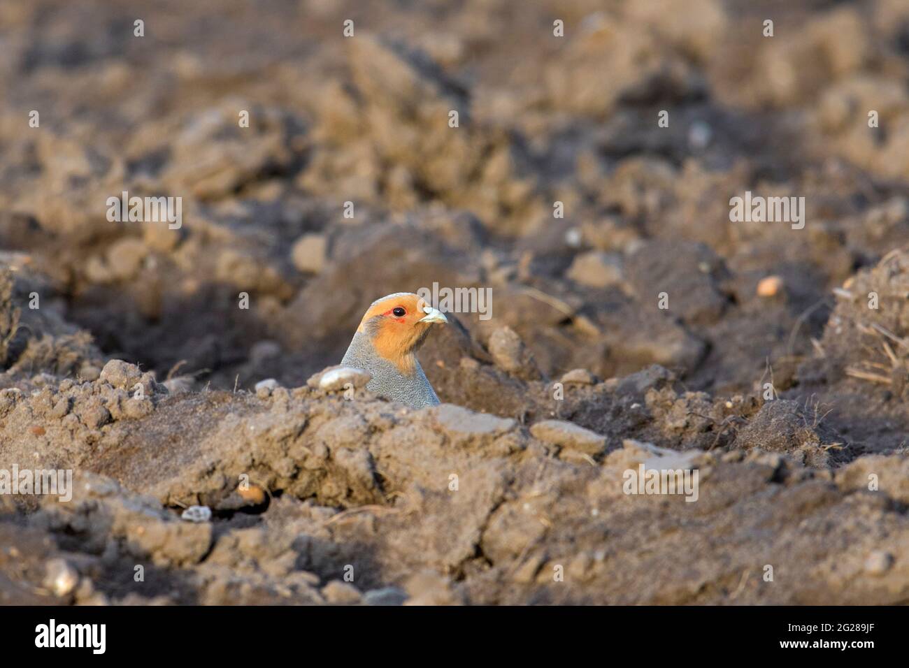 Grey partridge / English partridge / hun (Perdix perdix) male hiding in ...