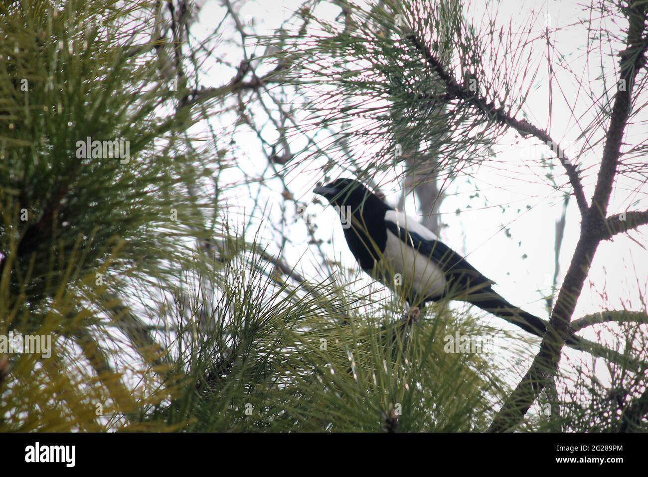 bird on tree and ground Stock Photo - Alamy