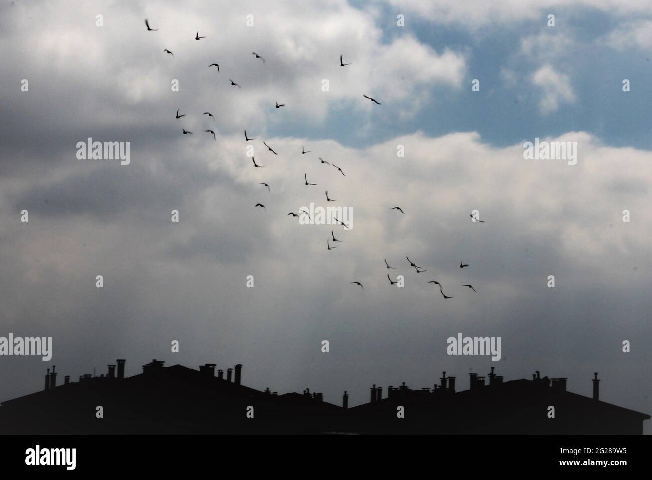 soaring birds in the sky Stock Photo - Alamy