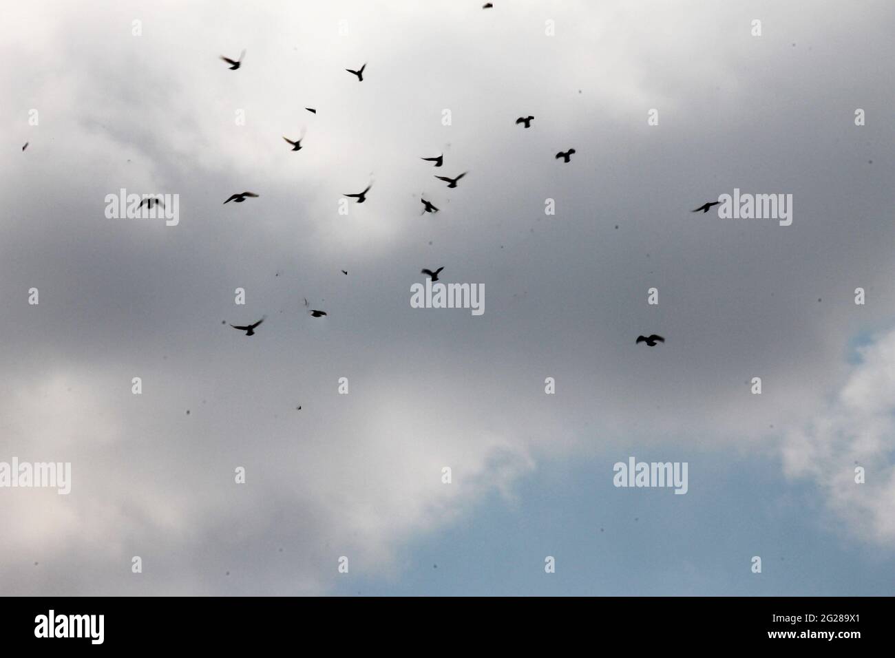 soaring birds in the sky Stock Photo - Alamy