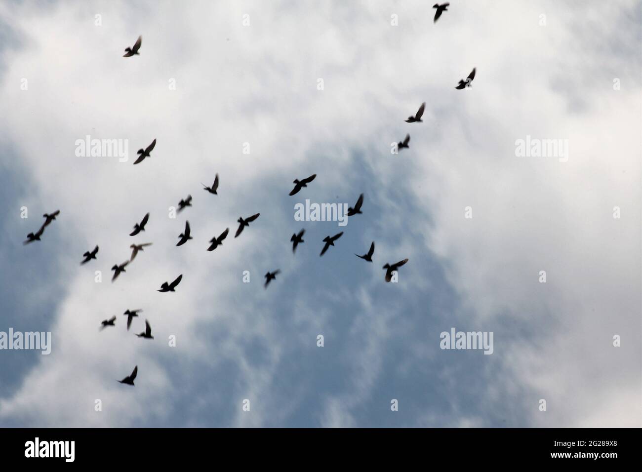 soaring birds in the sky Stock Photo - Alamy