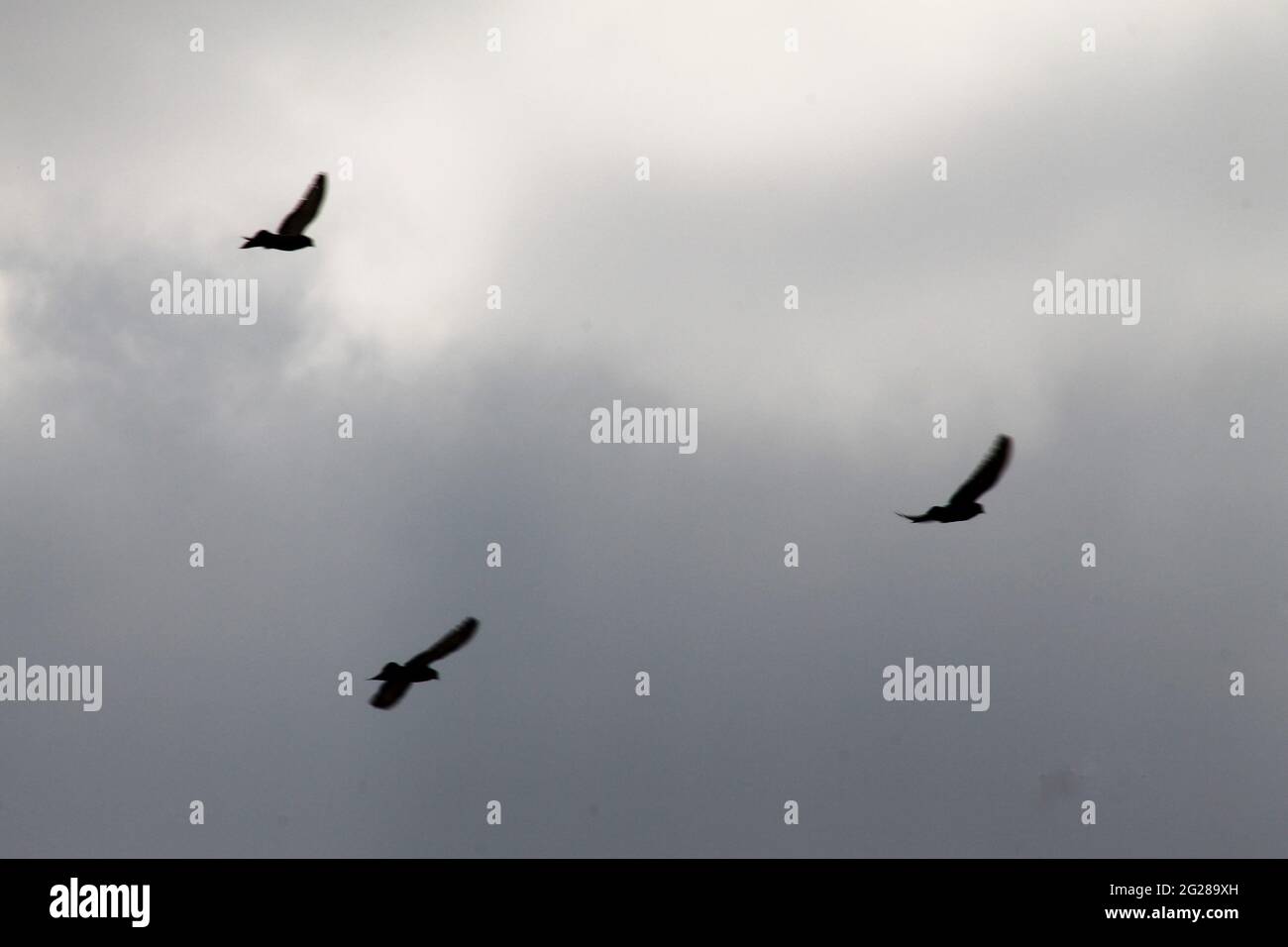 soaring birds in the sky Stock Photo - Alamy