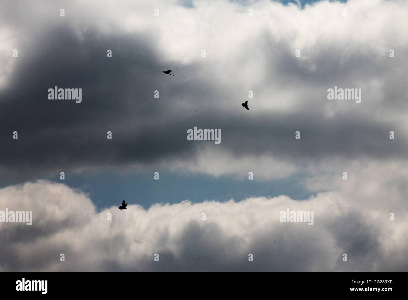 soaring birds in the sky Stock Photo - Alamy
