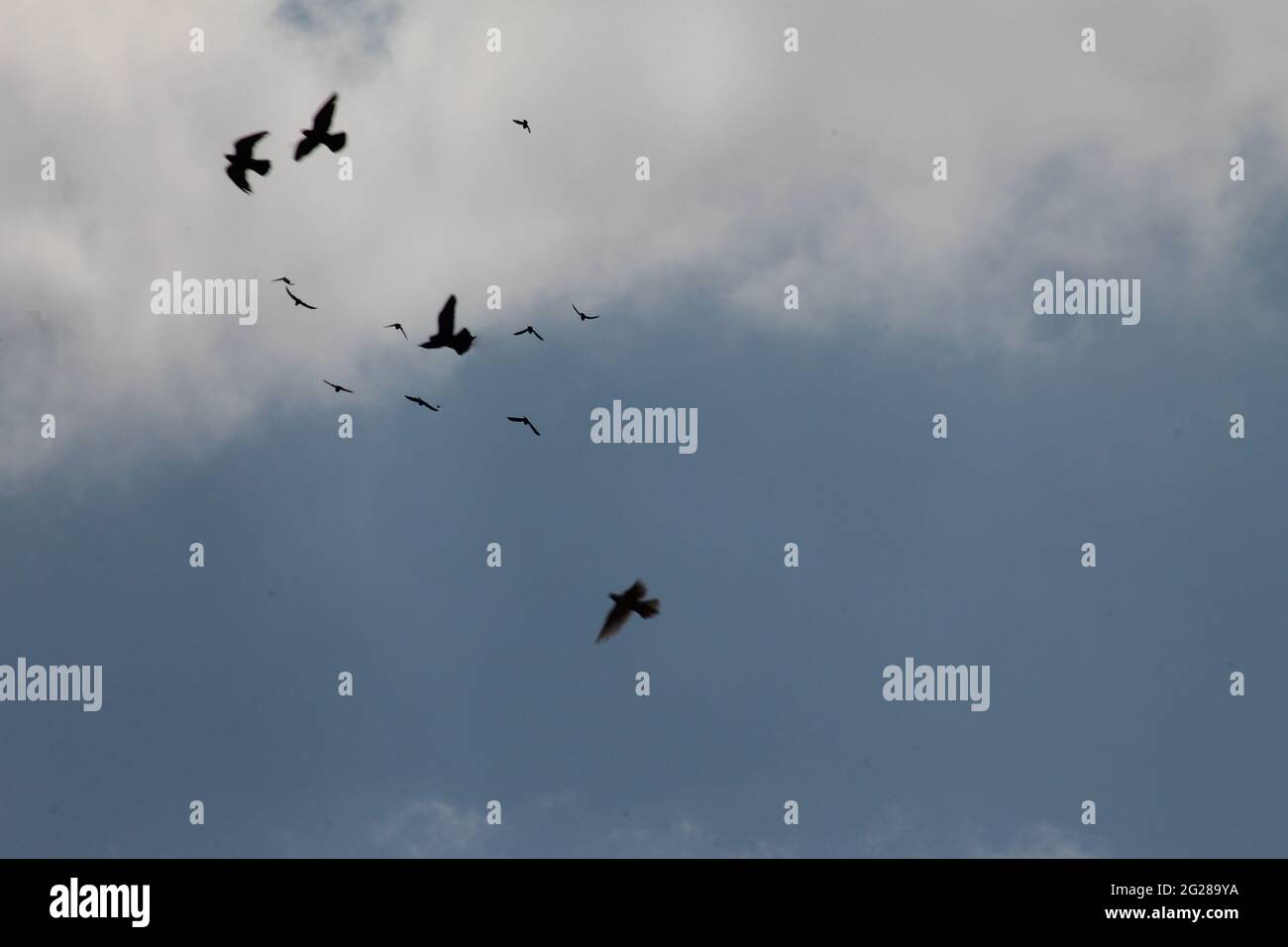 soaring birds in the sky Stock Photo - Alamy