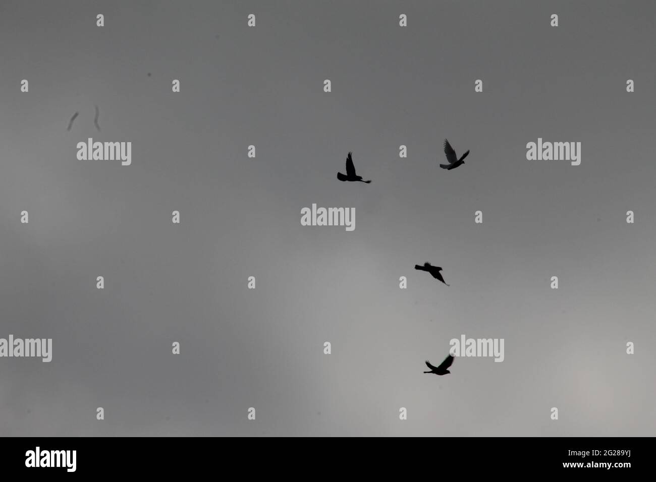 soaring birds in the sky Stock Photo - Alamy