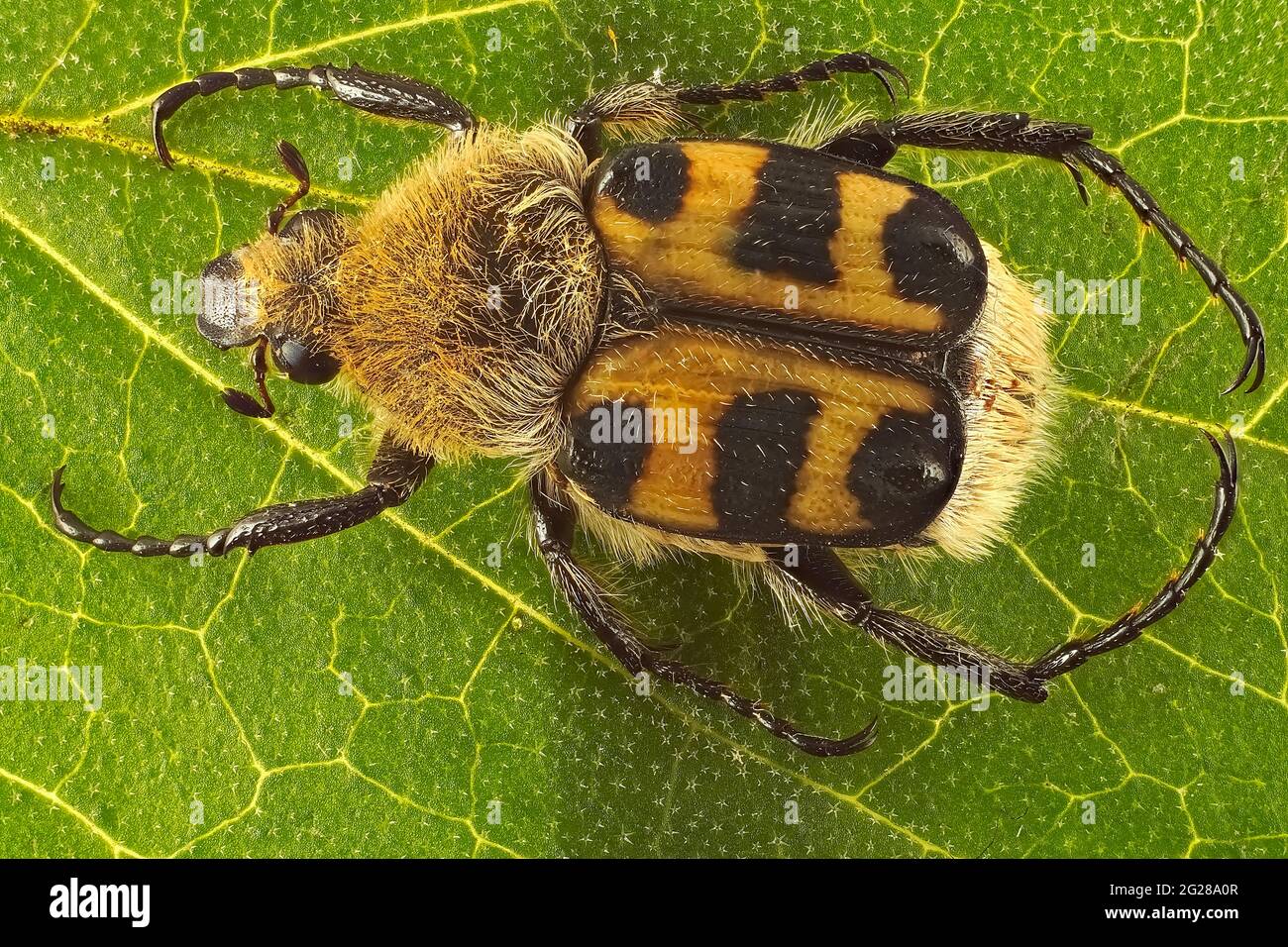 Trichius zonatus hi-res stock photography and images - Alamy