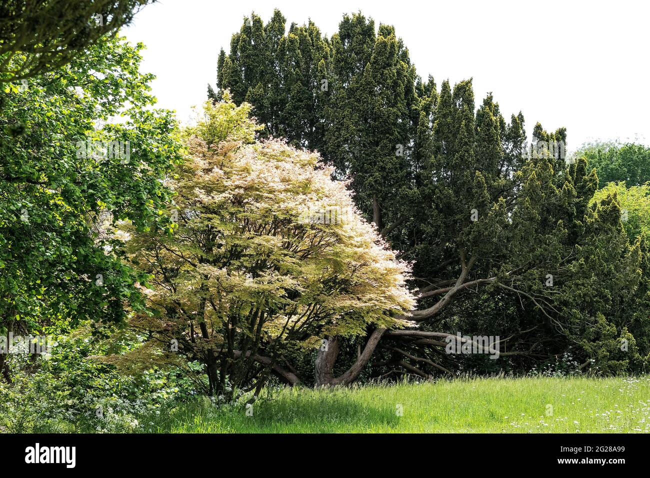 Mixed coloured tree foliage in a large garden Stock Photo - Alamy