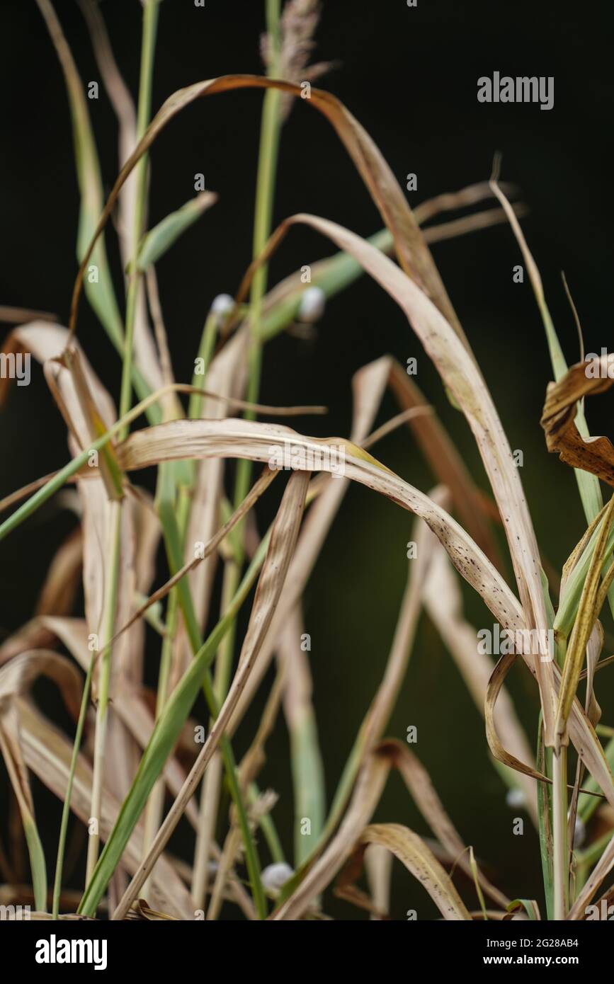 Darnel grass hi-res stock photography and images - Alamy