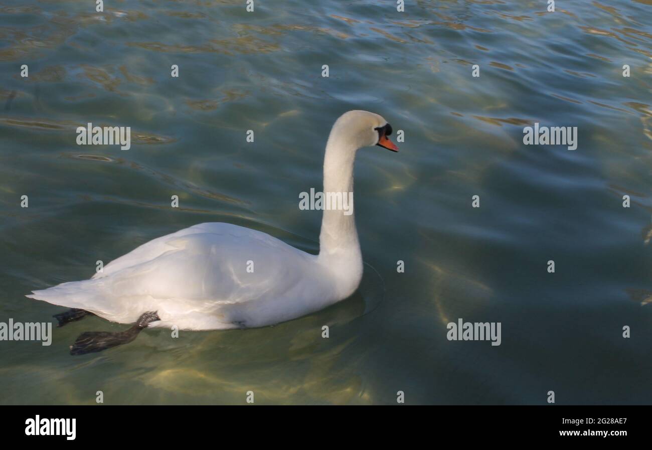 elegant black and white swans swimming in groups in the pool and their ...