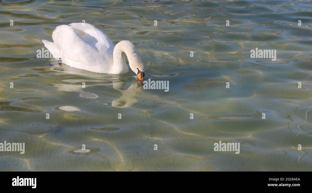 elegant black and white swans swimming in groups in the pool and their ...