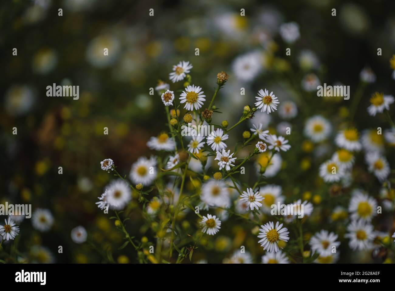 Dslr flower hi-res stock photography and images - Alamy