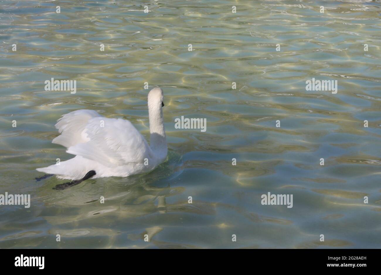elegant black and white swans swimming in groups in the pool and their ...