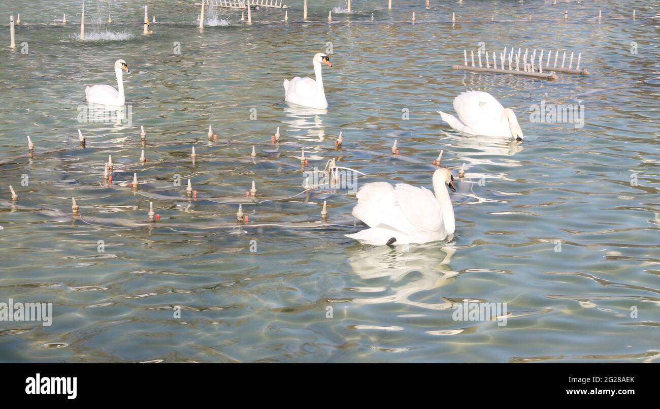 elegant black and white swans swimming in groups in the pool and their ...