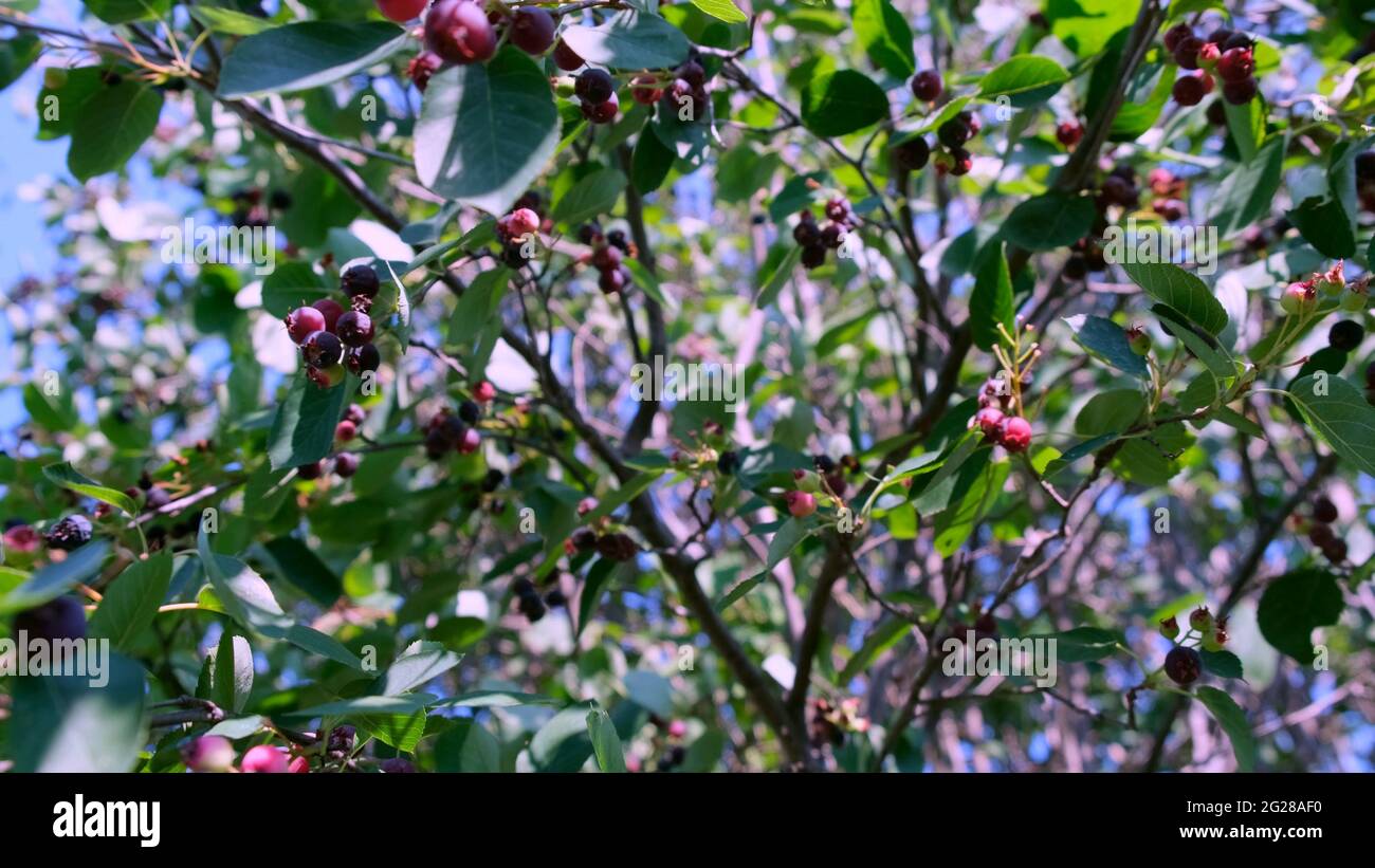 Saskatoon bushes hi-res stock photography and images - Alamy