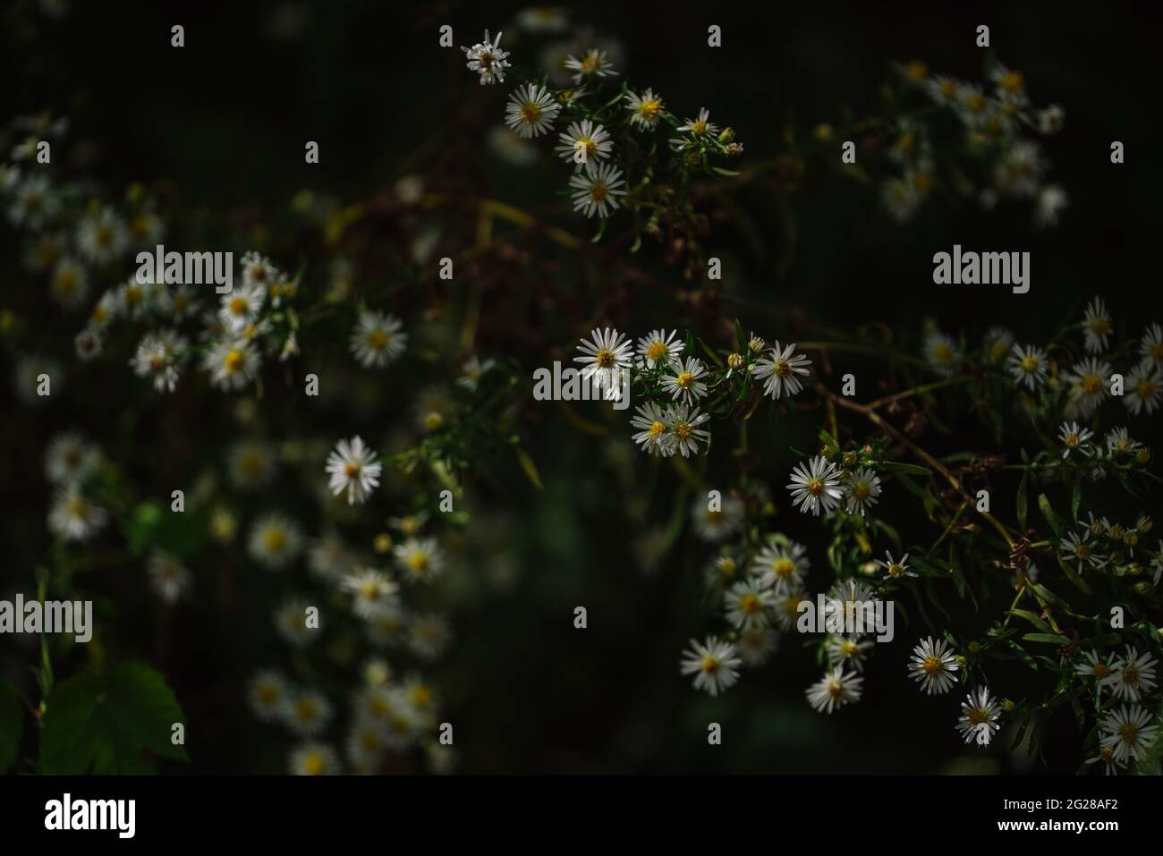 Dslr flower photography hi-res stock photography and images - Alamy