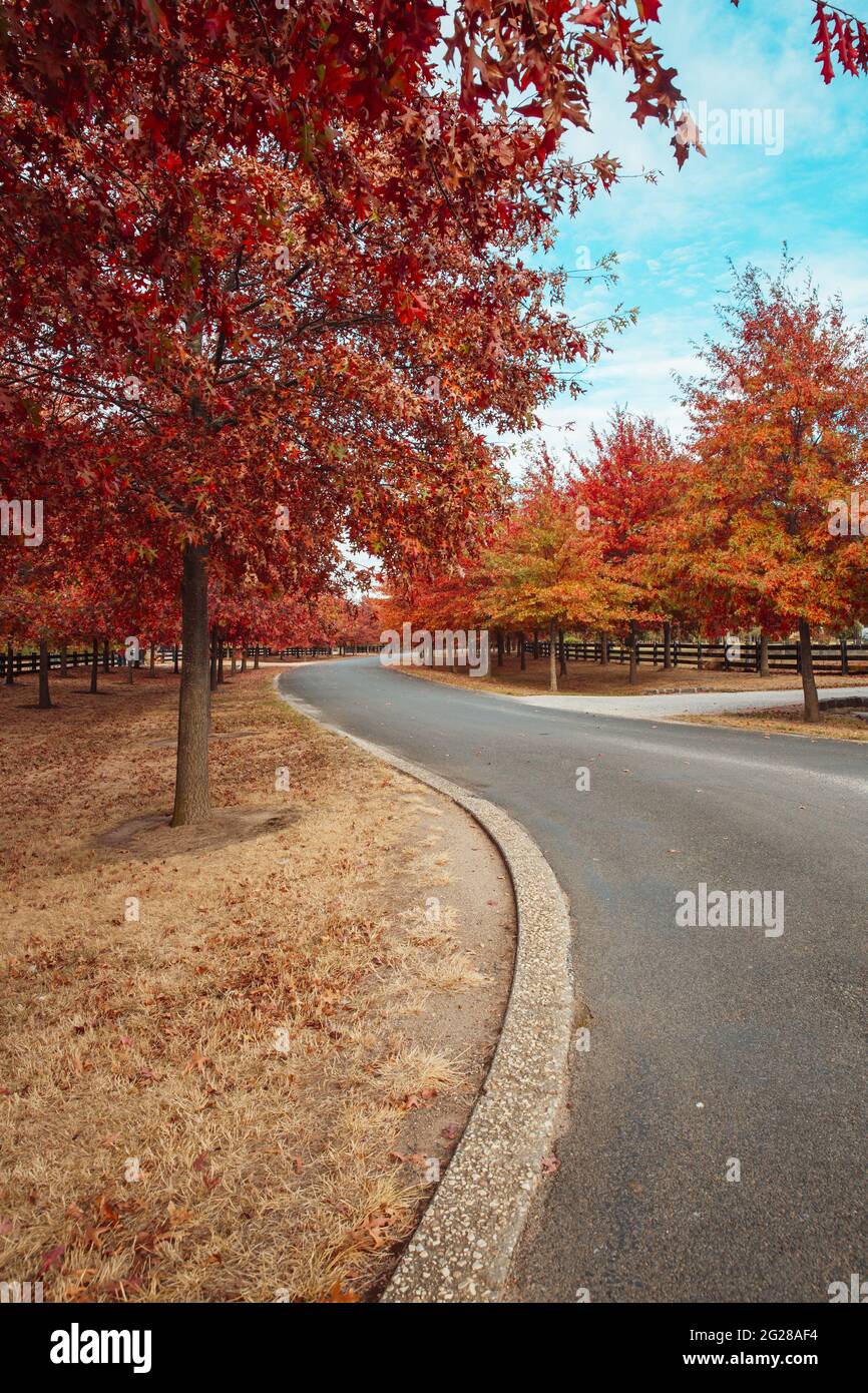 Beautiful Trees in Autumn Lining Streets in Town Stock Photo - Alamy