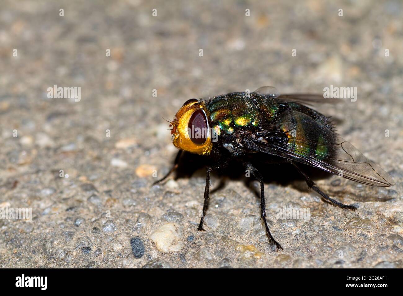 Blowfly insect hi-res stock photography and images - Alamy