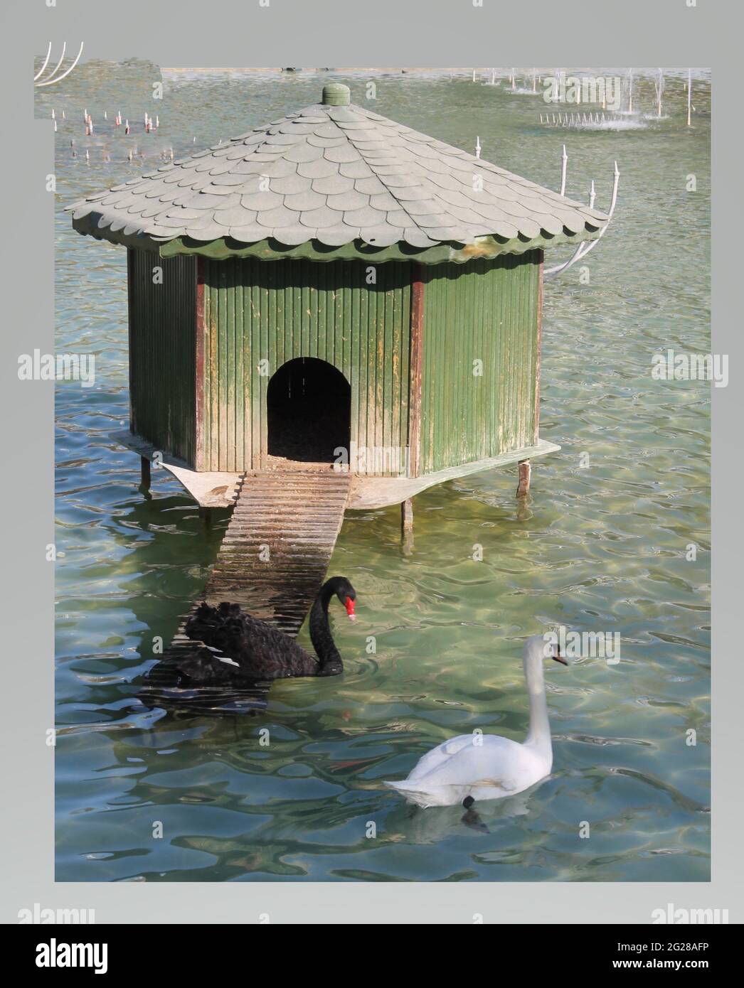 elegant black and white swans swimming in groups in the pool and their ...